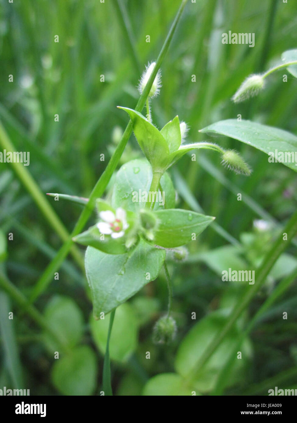 Cerastium fontanum, commonly known as common mouse-ear, is a flowering ...
