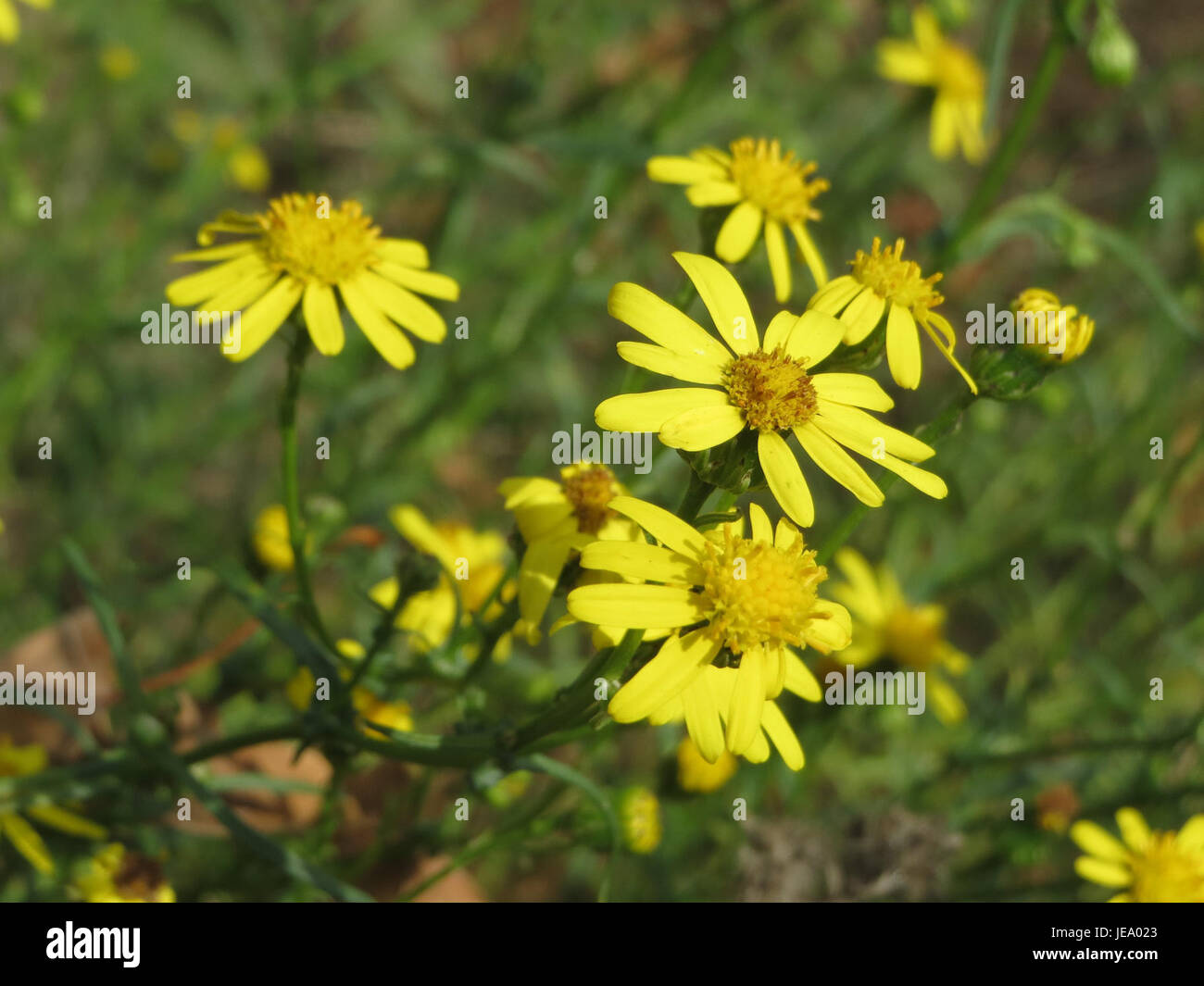 Senecio inaequidens, a species in the Asteraceae family, known for its ...