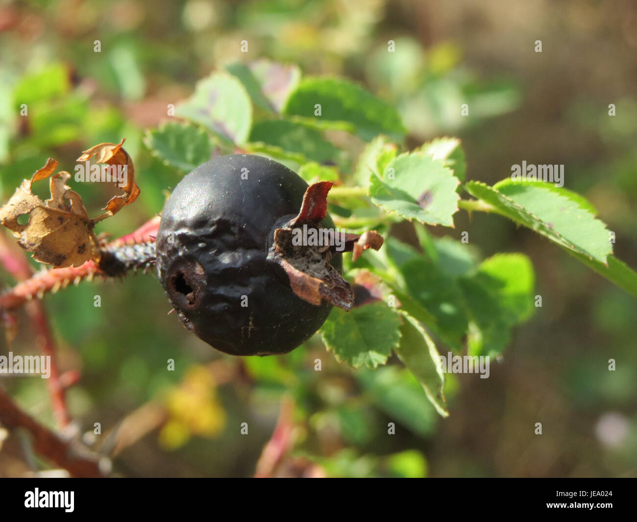 Rosa spinosissima, also known as the burnet rose, is a shrub native to ...