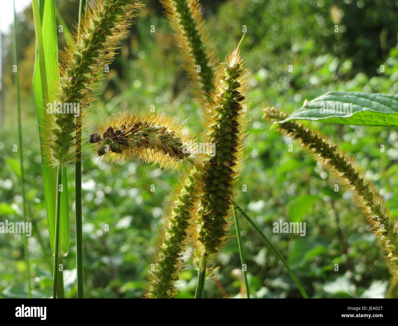 Setaria pumila, known as yellow foxtail, is a species of grass native ...