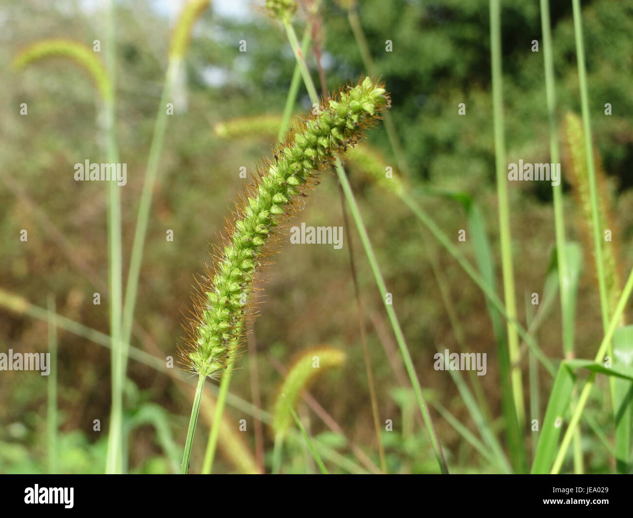 Setaria pumila, commonly known as yellow foxtail, is a grass species ...