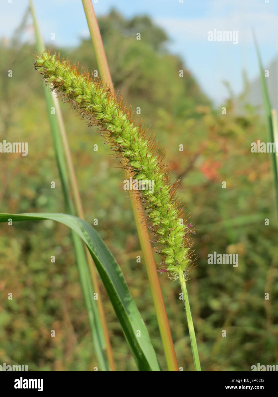 Bristle like seeds hi-res stock photography and images - Alamy