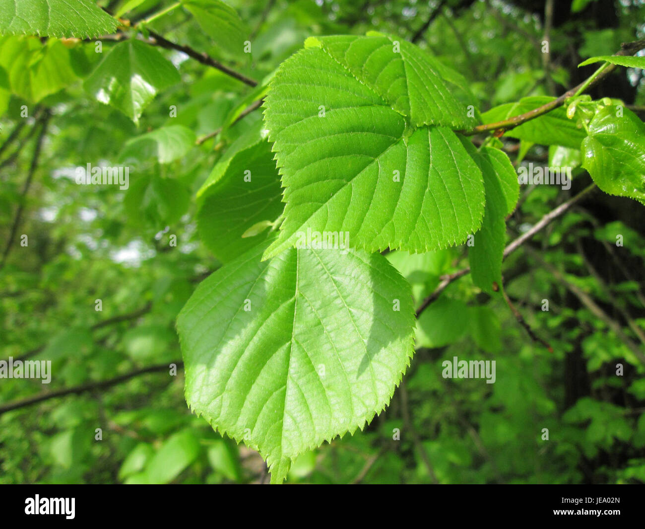 Greenery landscaping urban canopy hi-res stock photography and images ...
