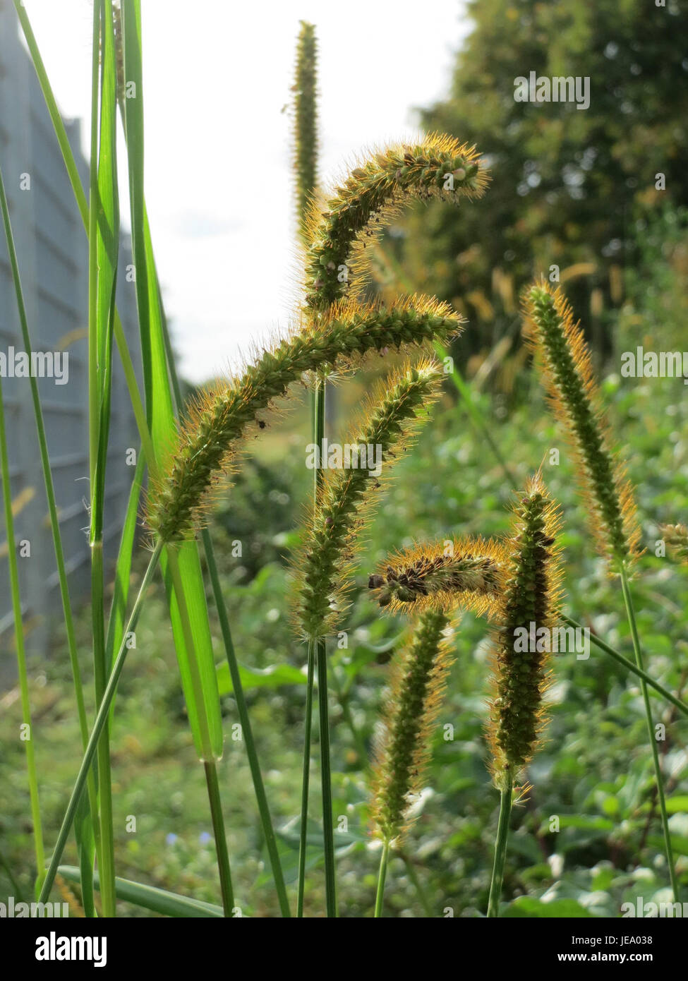 Photograph of Setaria pumila, also known as green foxtail, taken on ...