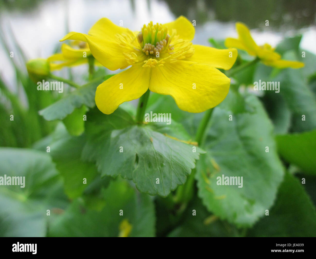 Swamp plant with flowers hi-res stock photography and images - Alamy