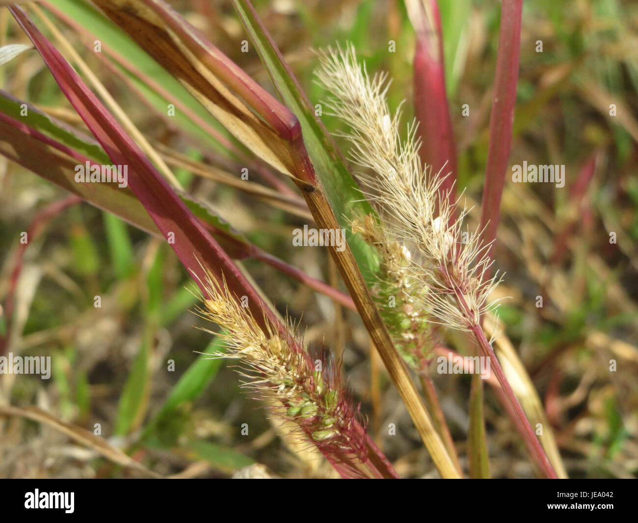 Setaria weed species hi-res stock photography and images - Alamy