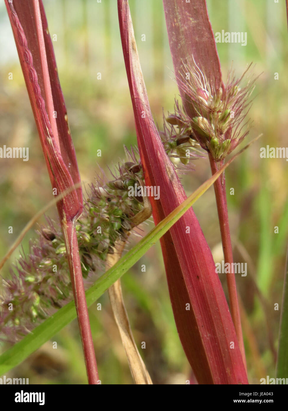 Setaria viridis species grass known hi-res stock photography and images ...