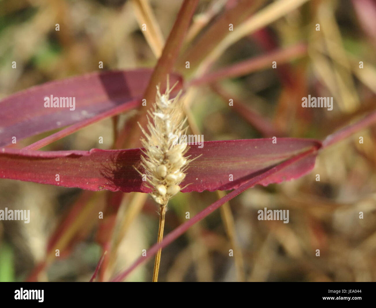 Setaria viridis species grass known hi-res stock photography and images ...
