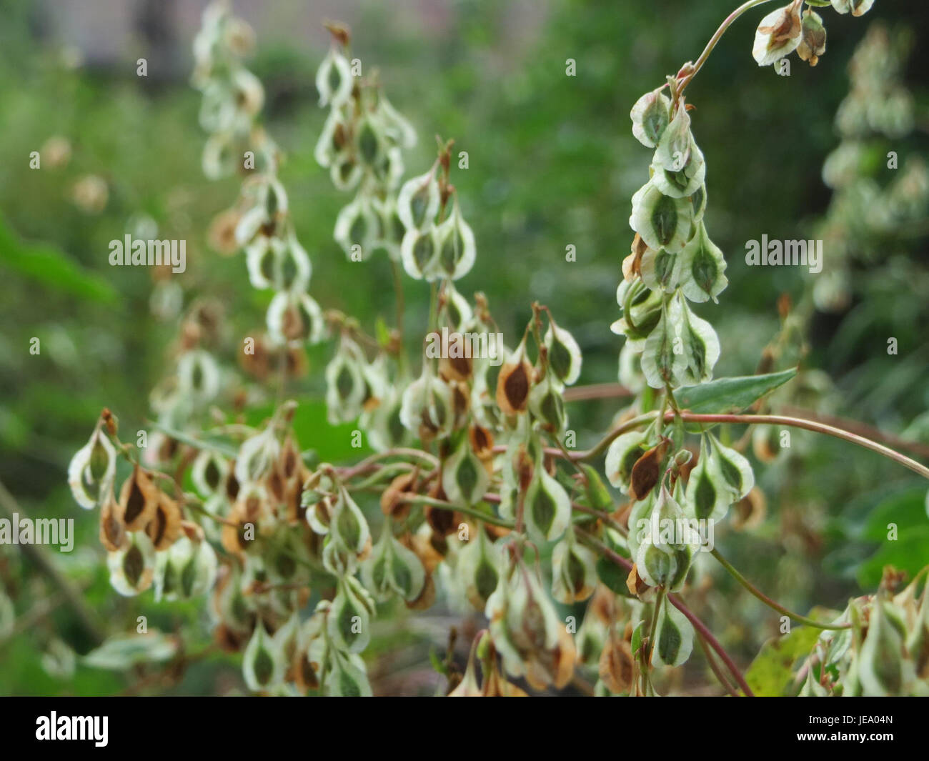A photo of Fallopia dumetorum, known as the Russian vine, displaying ...
