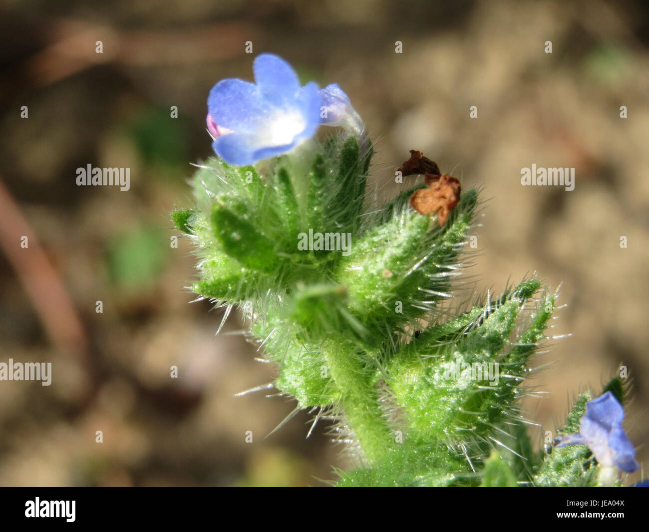 Anchusa arvensis, commonly known as the field bugloss, is a flowering ...