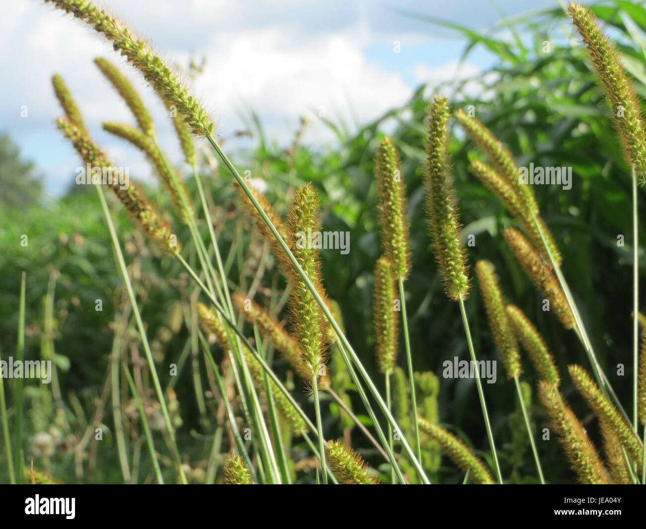 Inflorescence of grass hi-res stock photography and images - Alamy