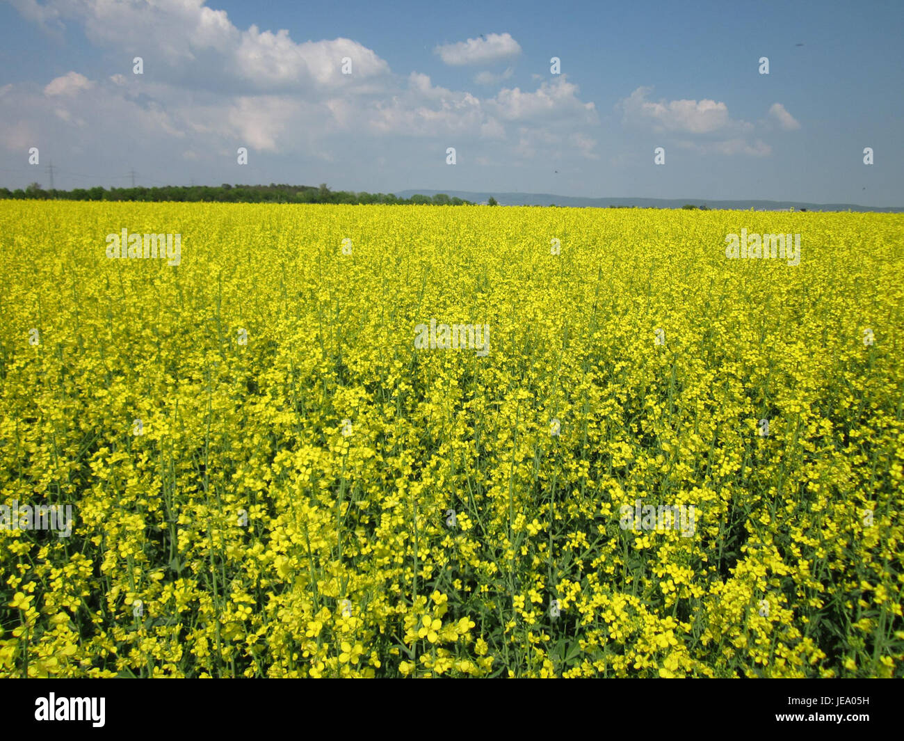 Rapsfeld Reilingen is a field located in Reilingen, Germany. Known for ...