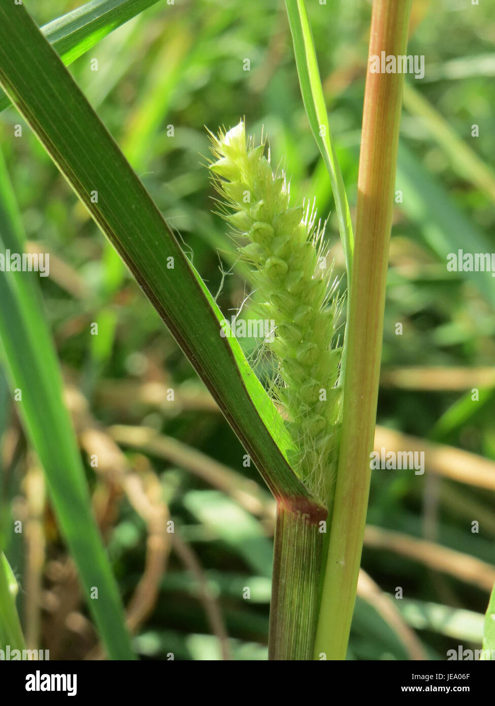 Seed heads identified hi-res stock photography and images - Alamy