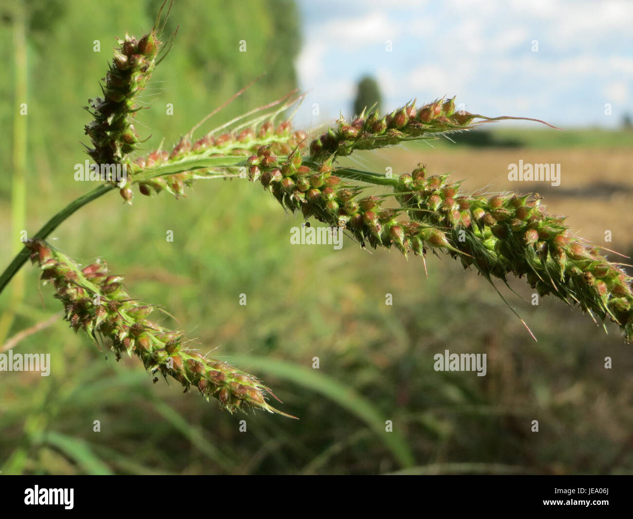 Barnyard grass echinochloa crus hi-res stock photography and images - Alamy