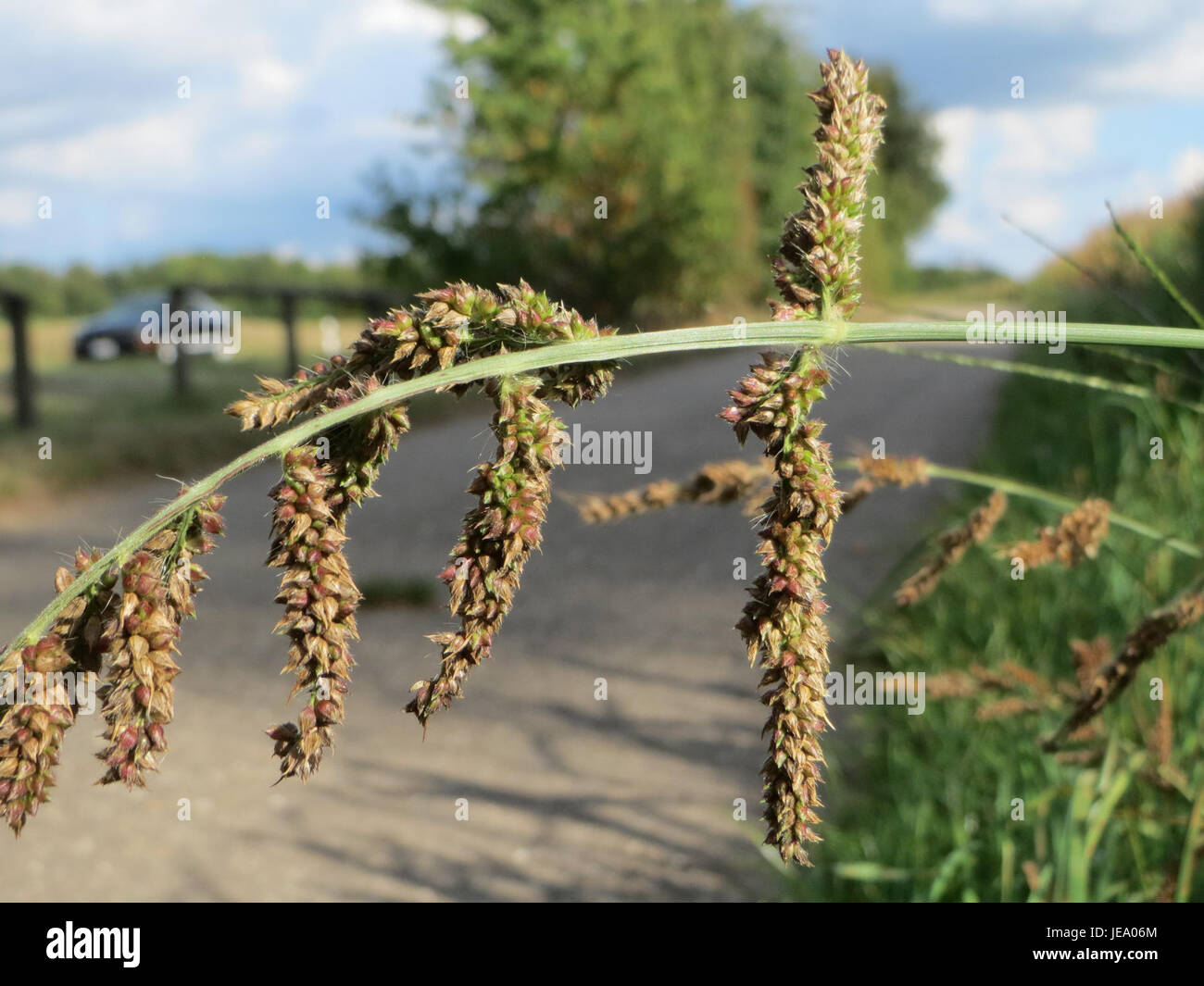 Barnyard grass echinochloa crus hi-res stock photography and images - Alamy