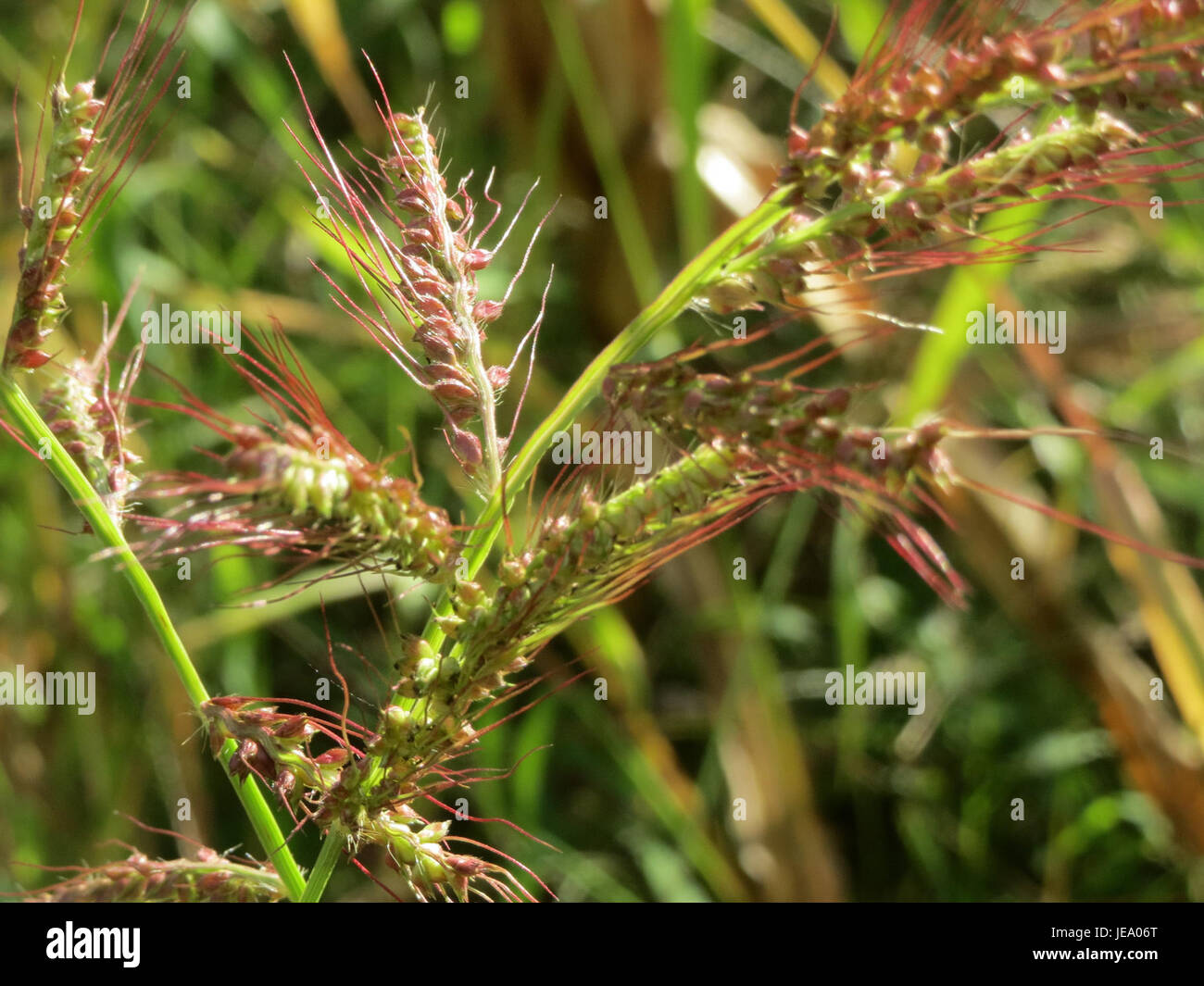 Barnyard grass echinochloa crus hi-res stock photography and images - Alamy