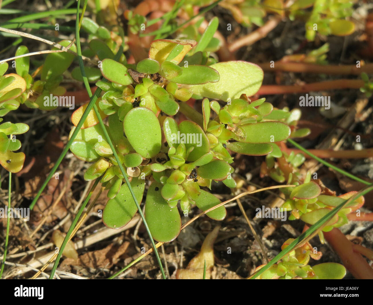 Purslane portulaca oleracea leaves hi-res stock photography and images ...