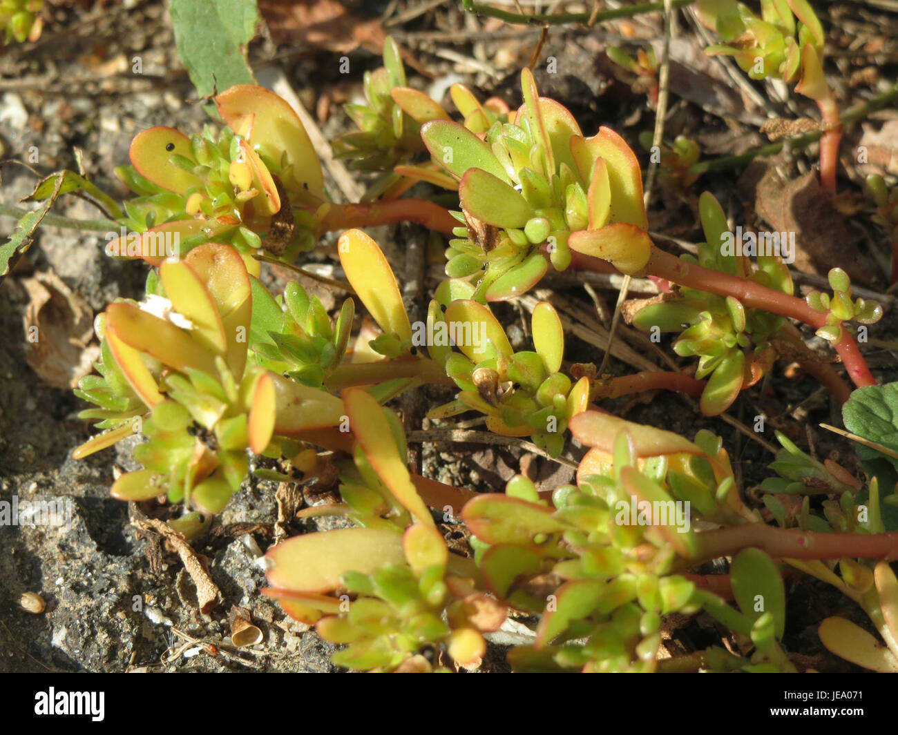 Portulaca oleracea, also known as purslane, is a common succulent plant ...