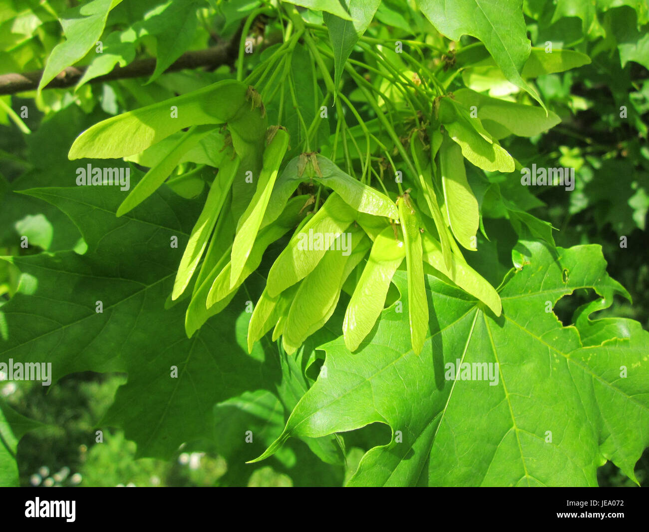 A photograph from May 7, 2013, showing a species of Acer, known as the ...