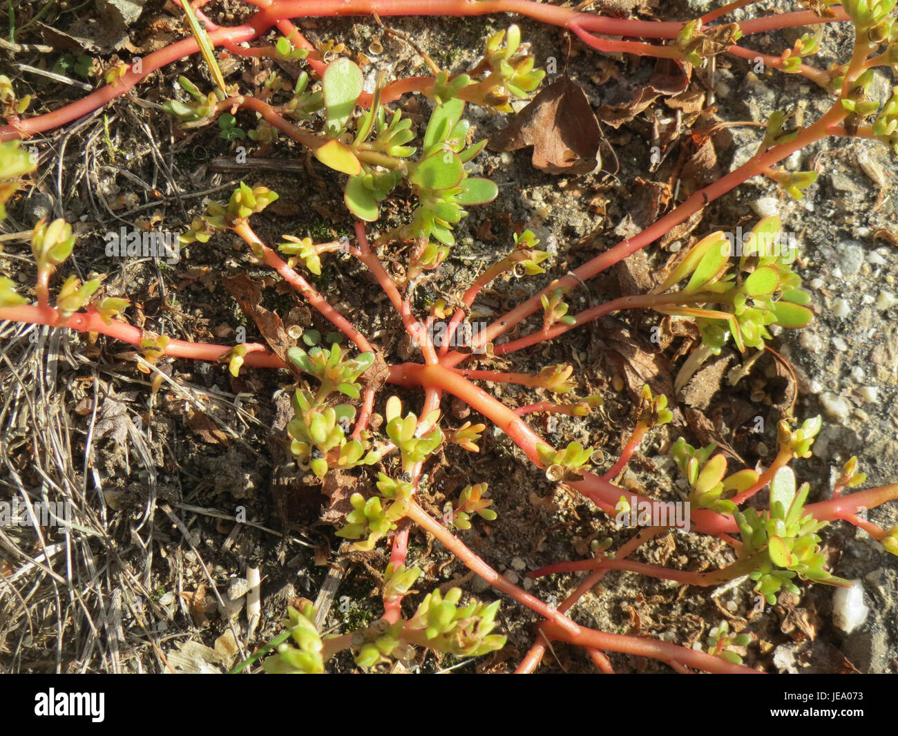Portulaca oleracea, commonly known as purslane, is a succulent plant ...