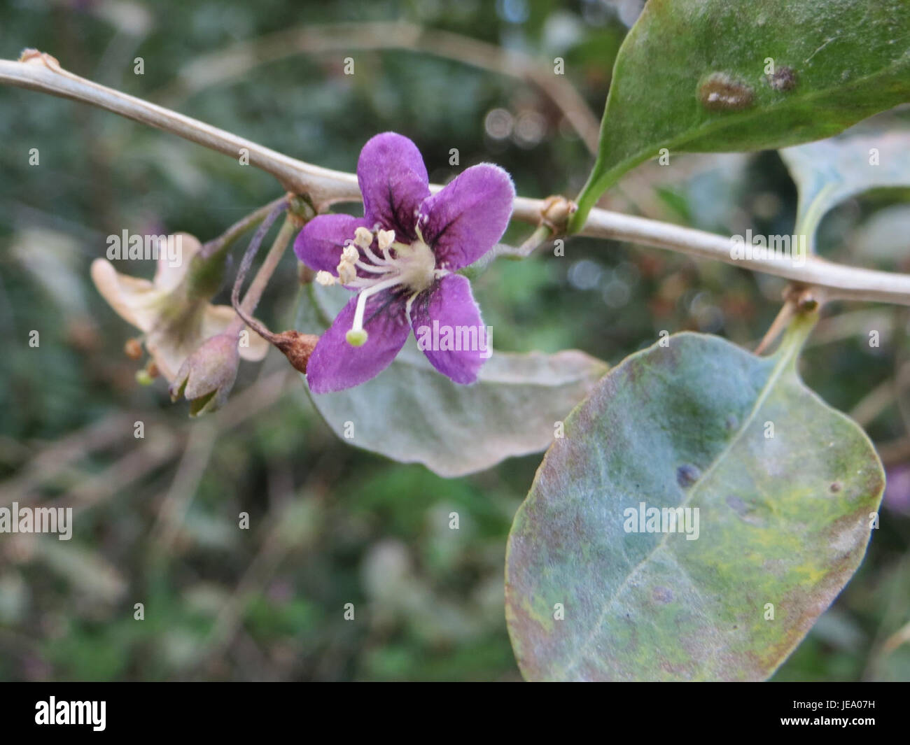 Lycium barbarum, commonly known as goji berry, is a shrub native to ...