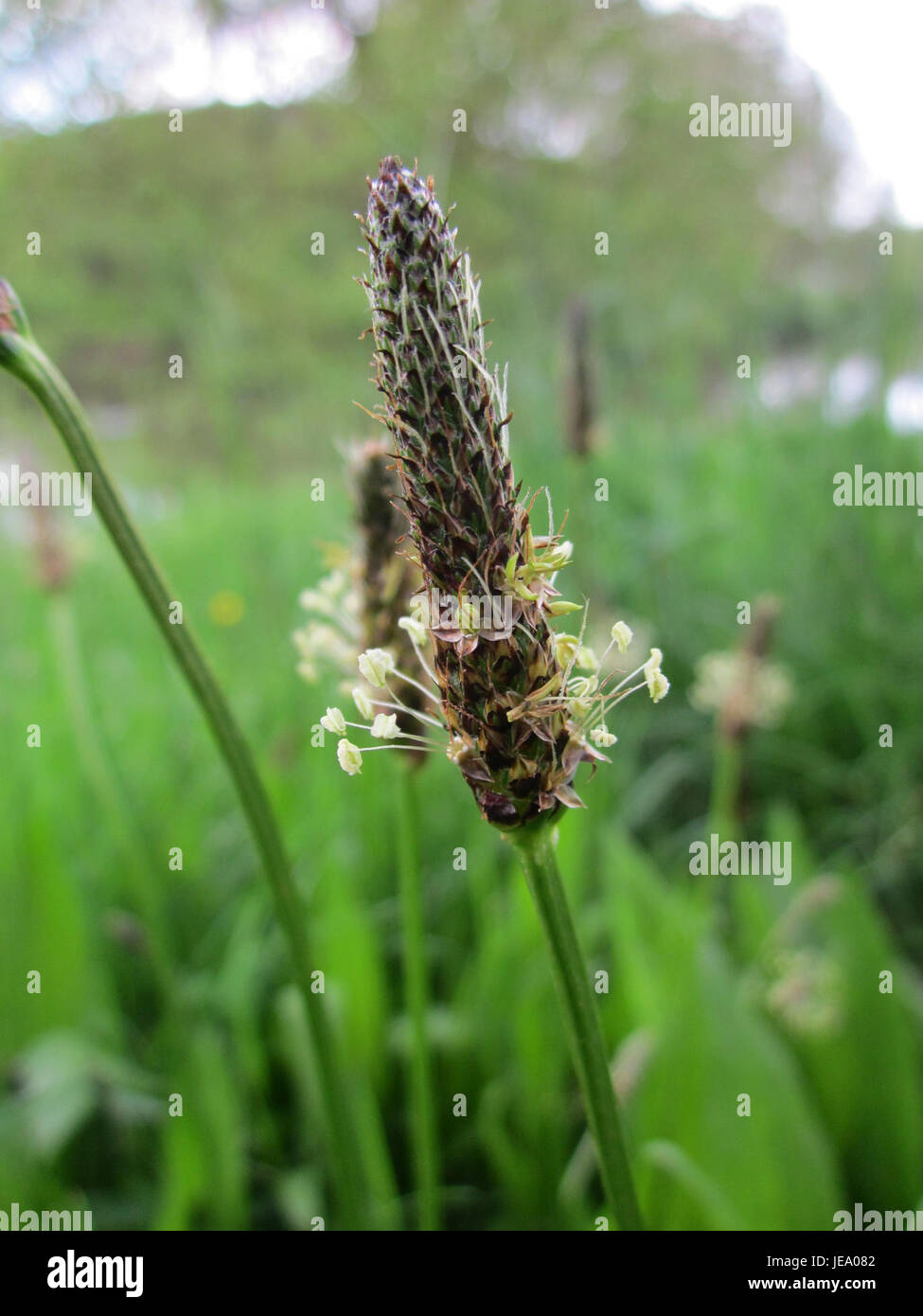 A photograph of the plant species Plantago lanceolata, commonly known ...