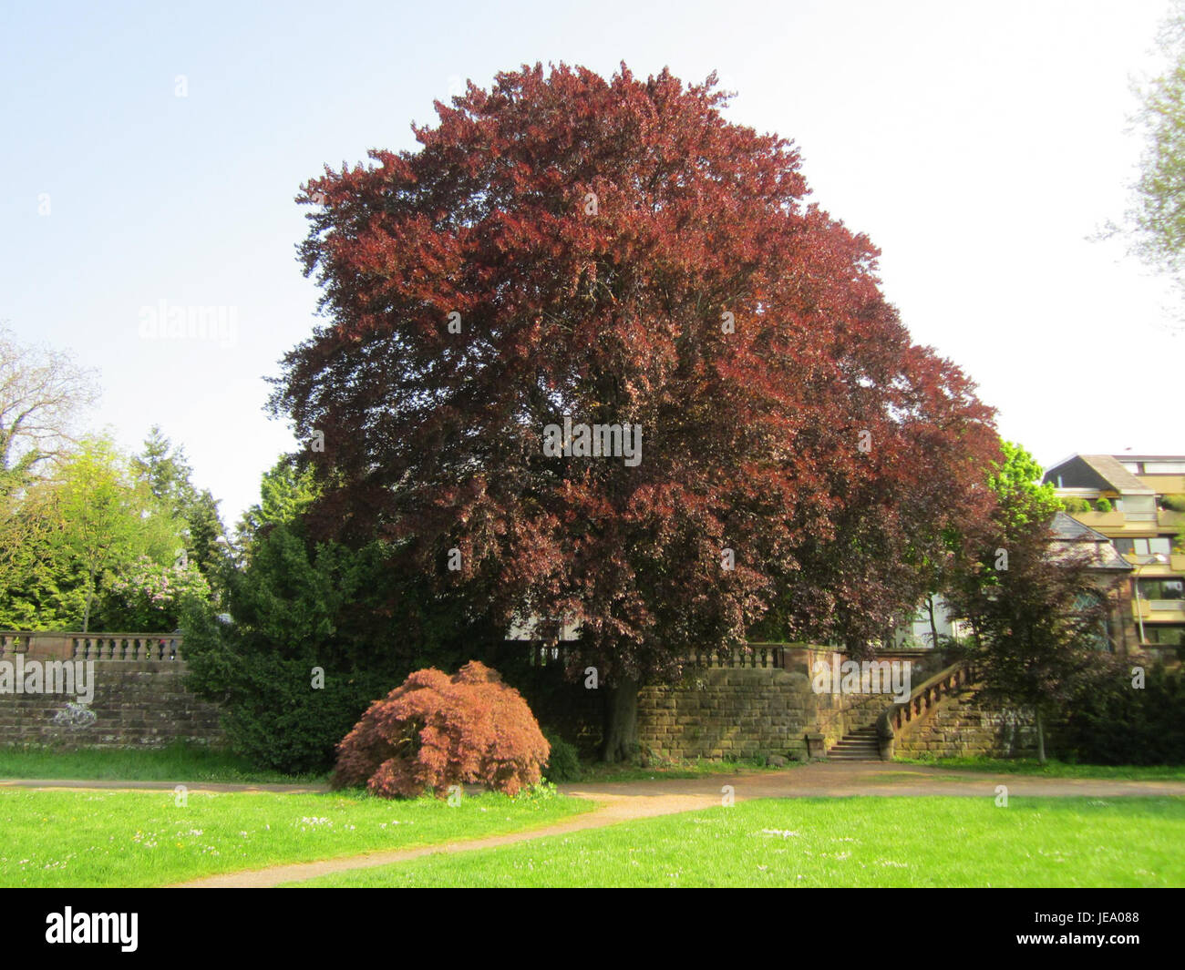 This photograph from May 8, 2013, shows a Blood Beech tree (Blutbuche ...