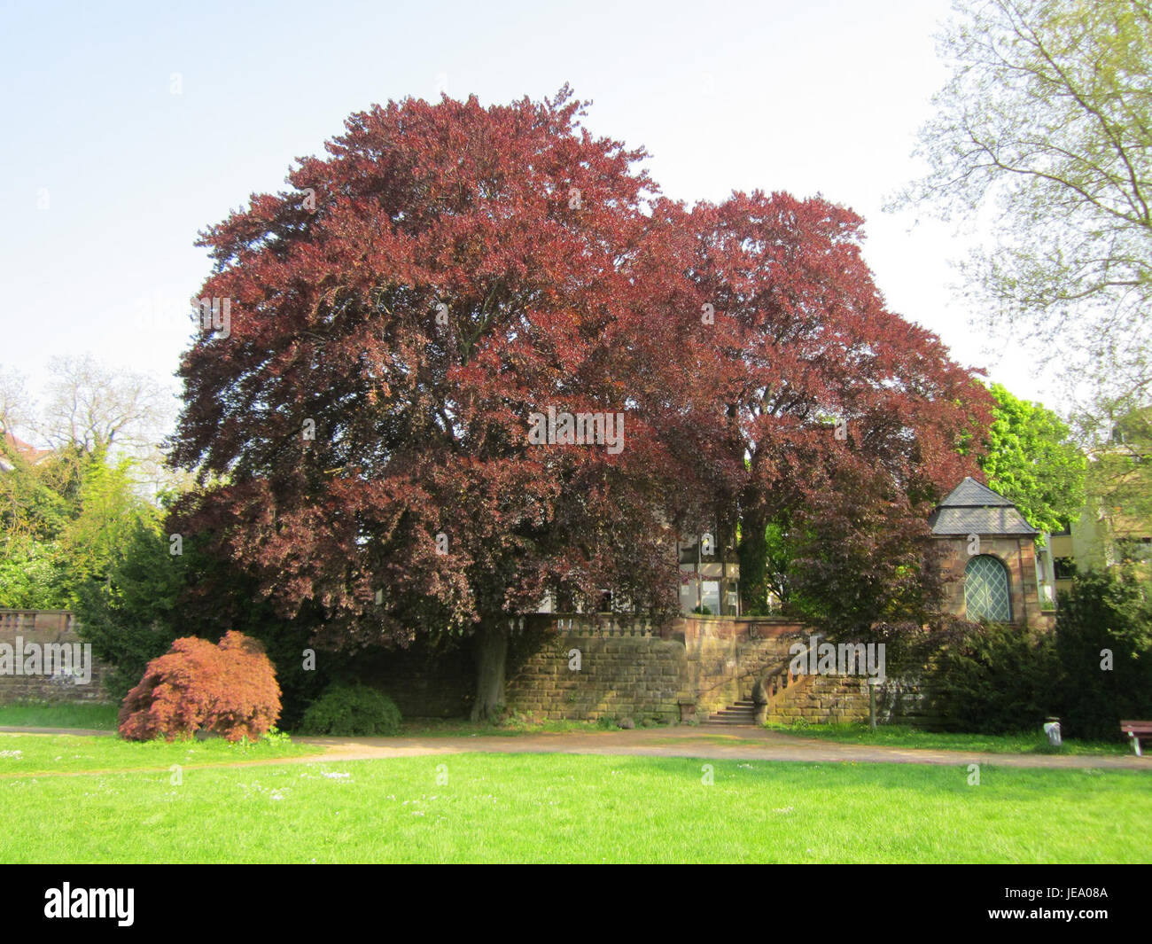 Blutbuche, or the copper beech, is a variety of beech tree characterized by its dark red to ...