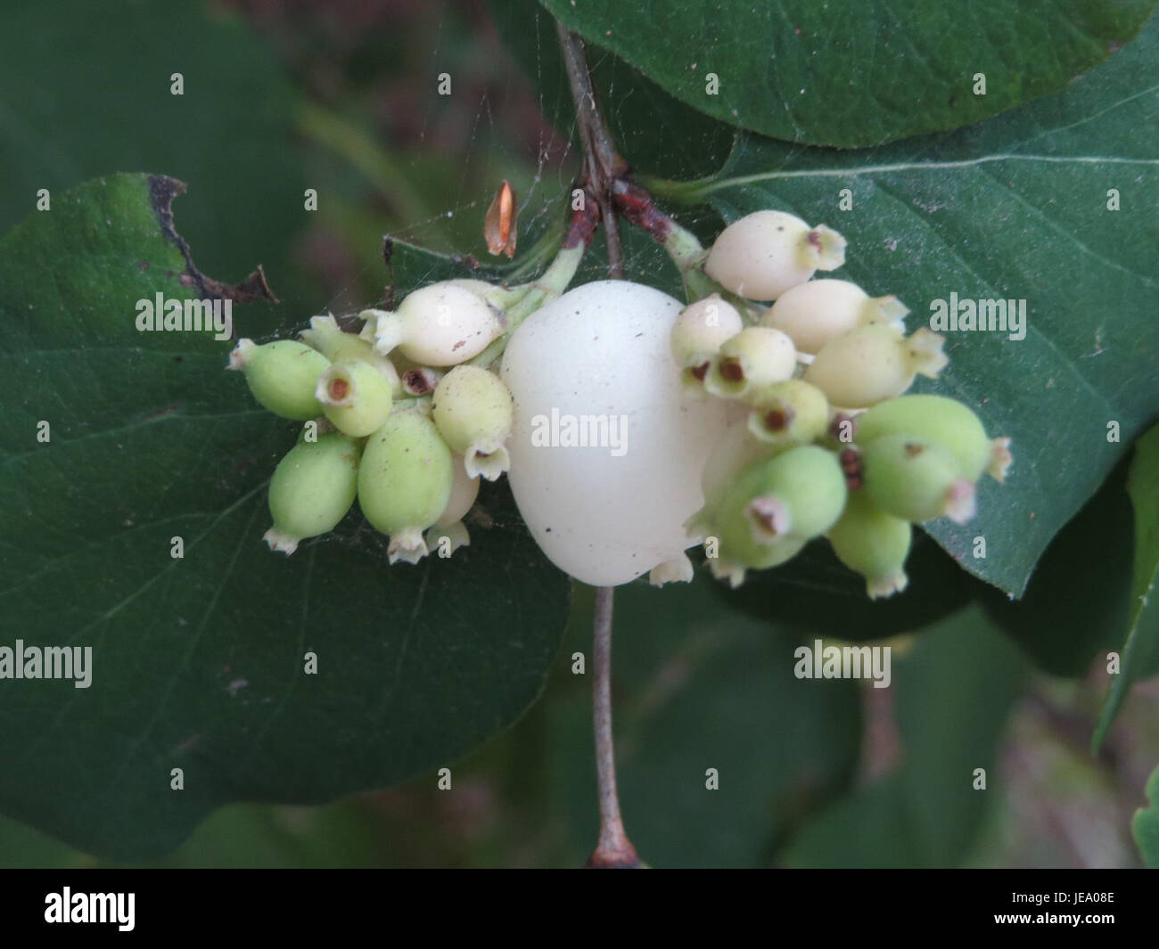 Symphoricarpos albus, commonly known as snowberry, is a deciduous shrub ...