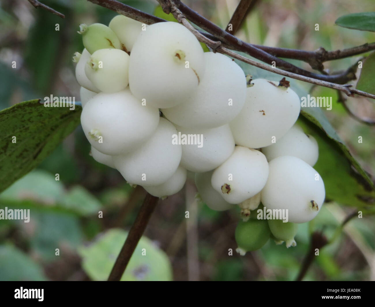 Symphoricarpos albus, commonly known as snowberry, is a species of ...