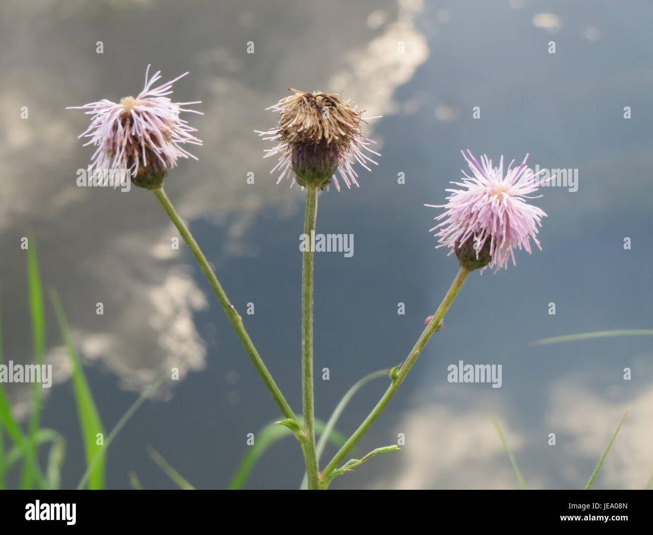 Cirsium arvense commonly known hi-res stock photography and images - Alamy