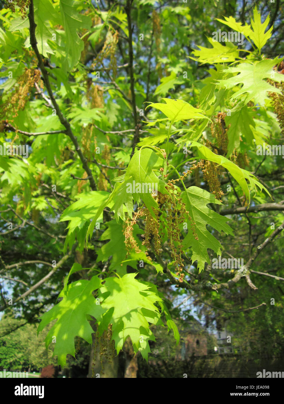 Quercus rubra, commonly known as the northern red oak, is a large ...