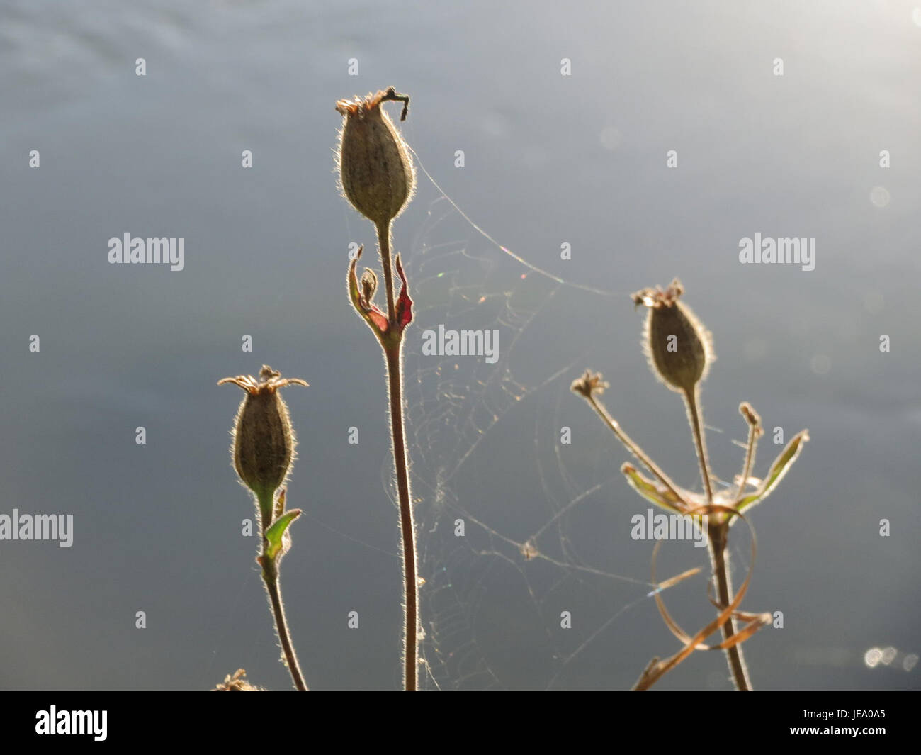 This image shows Silene latifolia, commonly known as the white campion ...