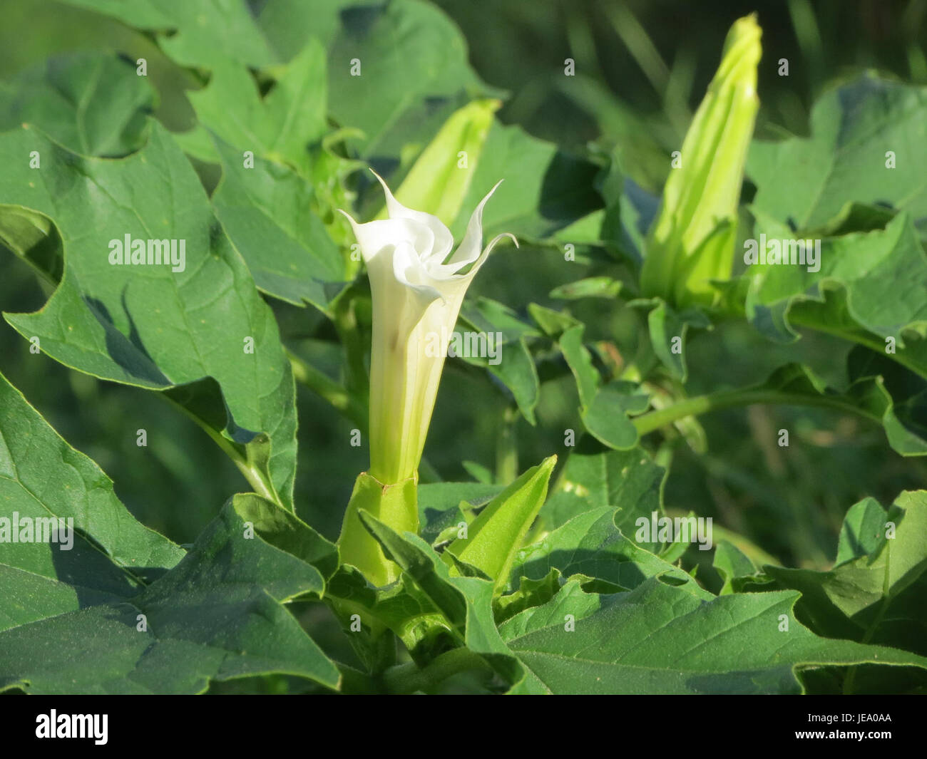A photograph of 'Datura stramonium,' also known as jimsonweed, taken on ...