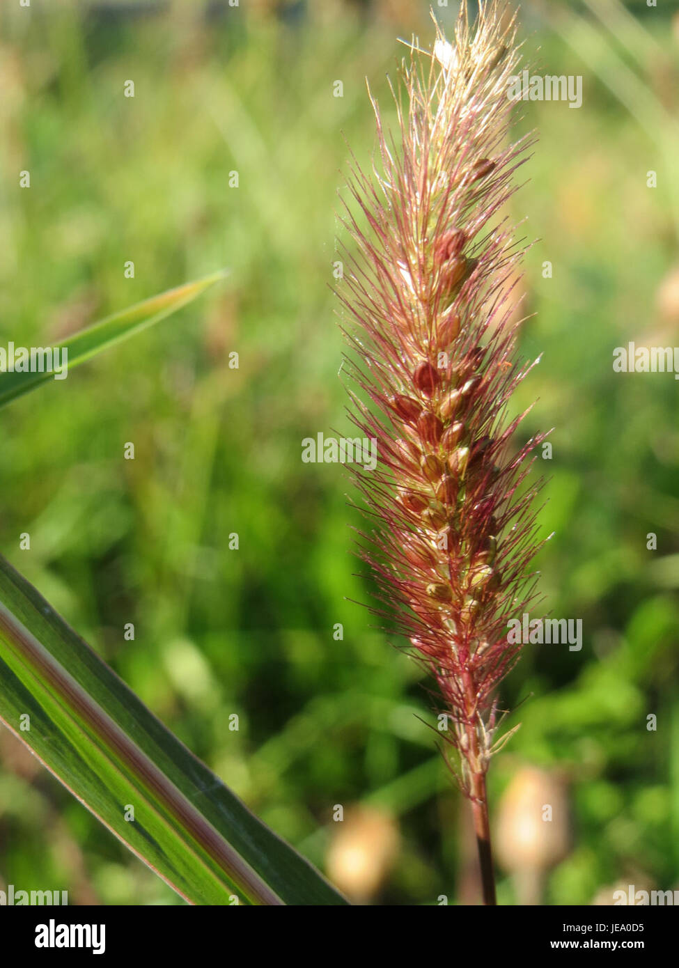 Setaria viridis species grass known hi-res stock photography and images ...