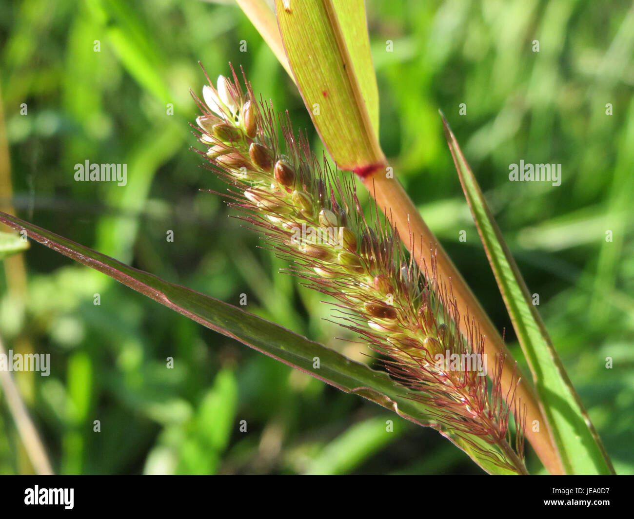 Compete with native species hi-res stock photography and images - Alamy