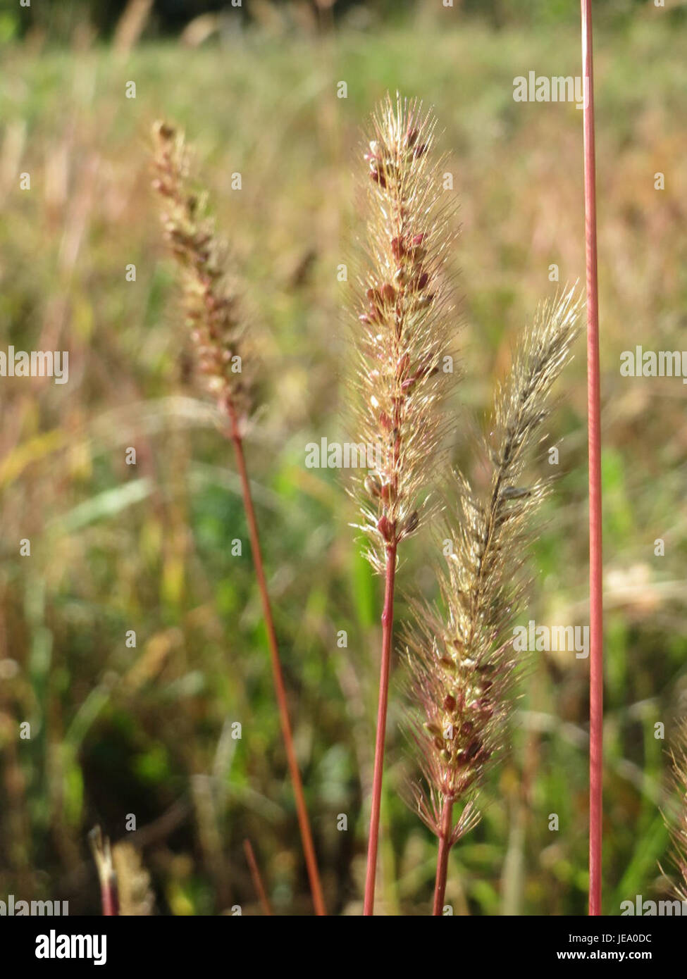 Setaria viridis, commonly known as green foxtail, is a species of grass ...