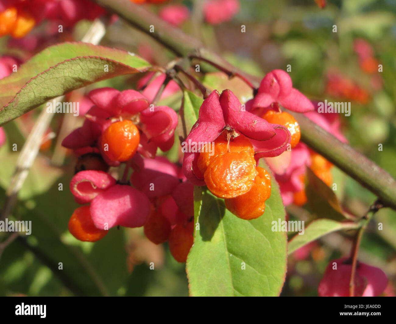 Euonymus europaeus, commonly known as the European spindle tree, is a ...