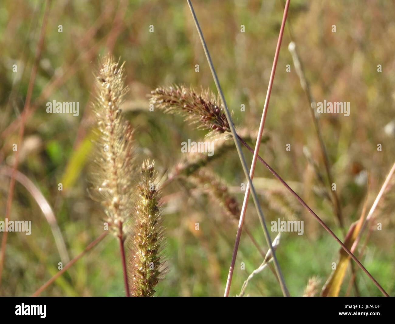 A photograph of Setaria viridis, commonly known as green foxtail, taken ...