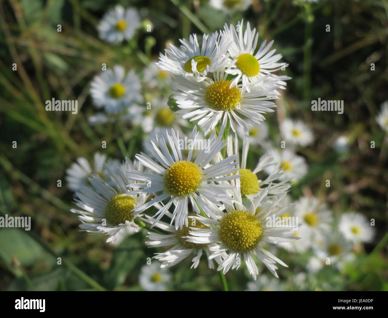 Is recognized for her role and impact in the community hi-res stock ...