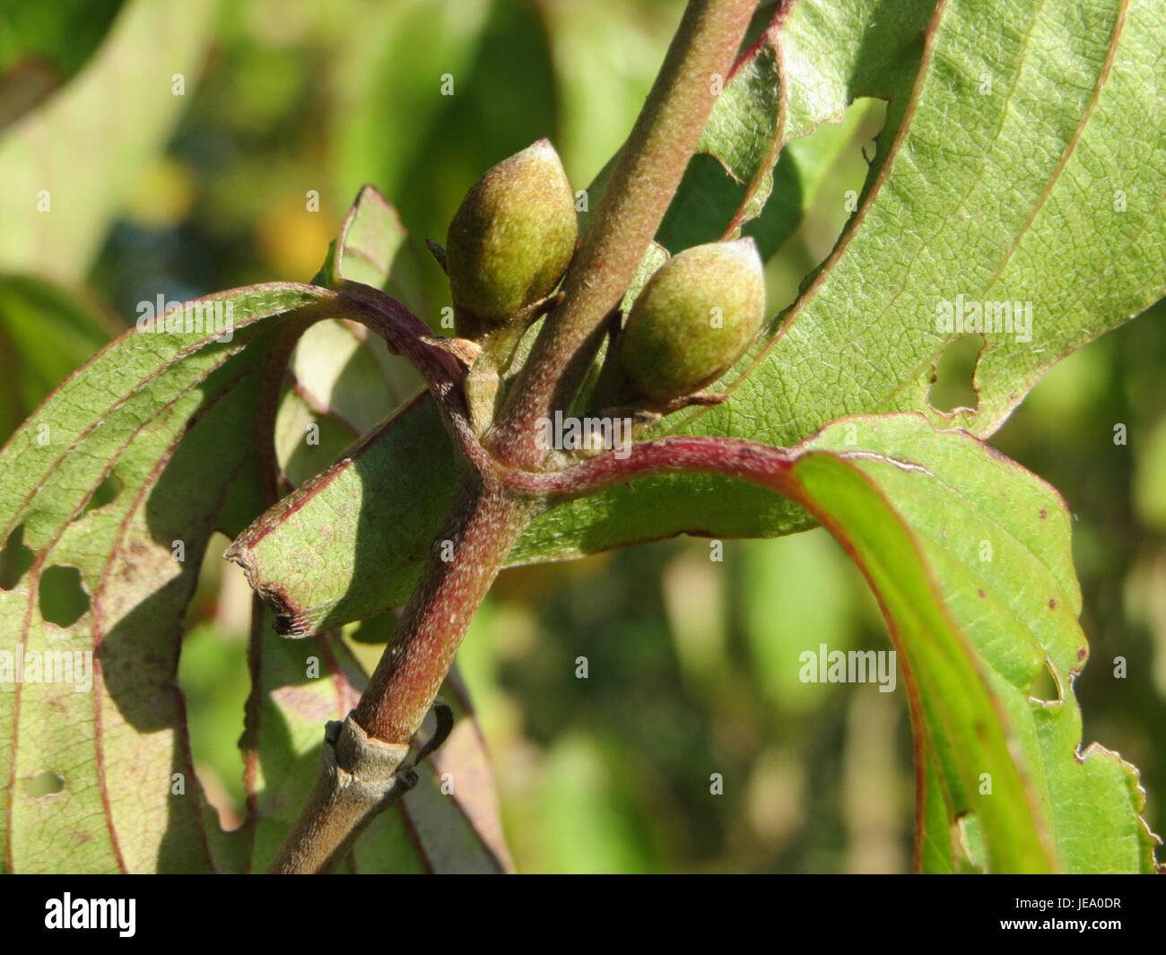 Cornus mas, commonly known as the cornelian cherry, is a deciduous ...