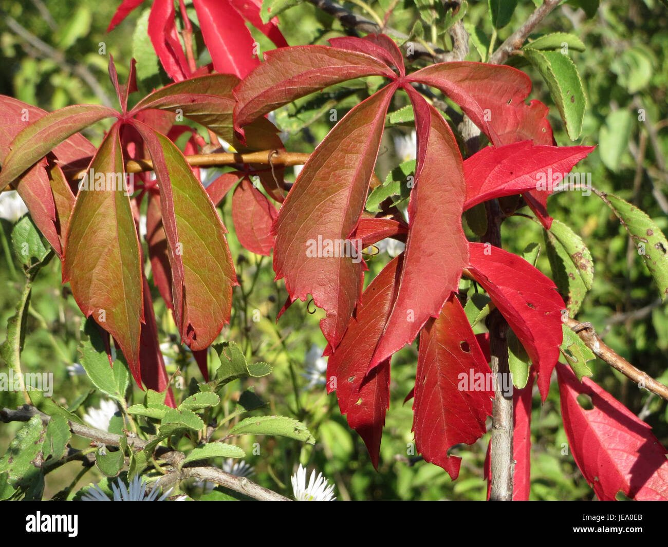 The image shows Parthenocissus quinquefolia, commonly known as Virginia ...