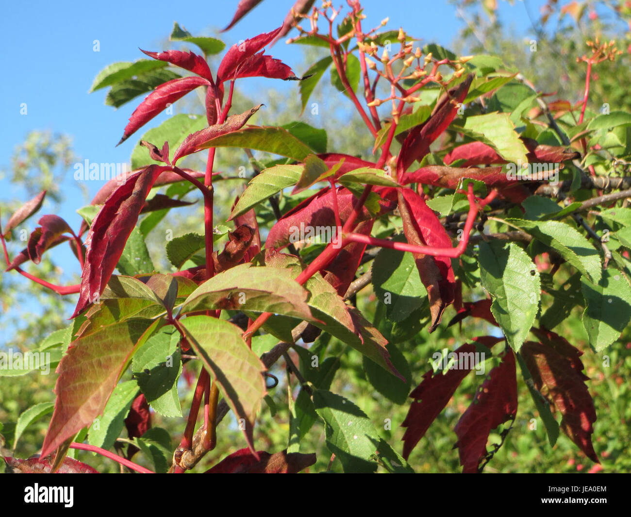 Parthenocissus quinquefolia, also known as Virginia creeper, is a ...