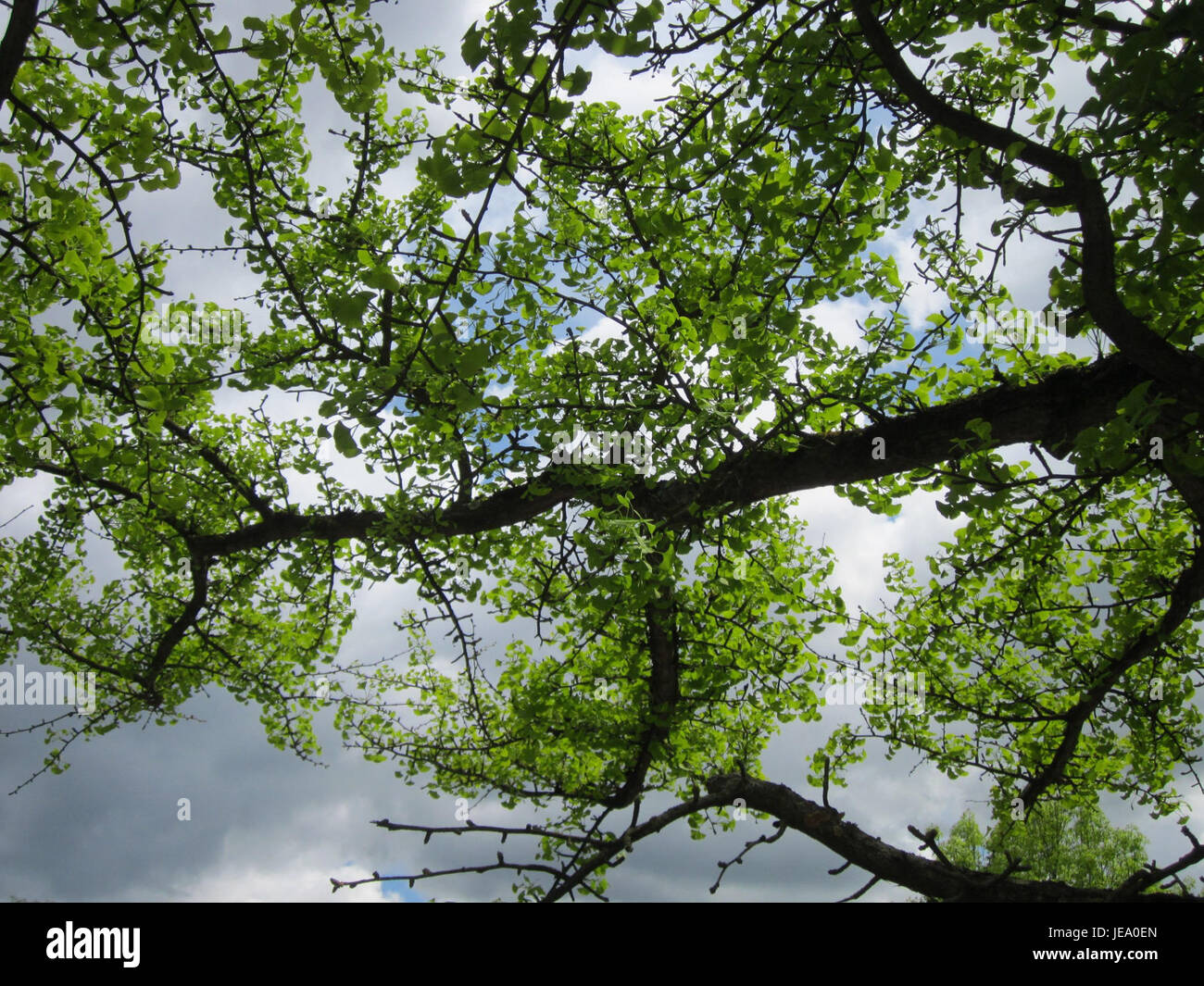 Trees unique characteristics hi-res stock photography and images - Alamy