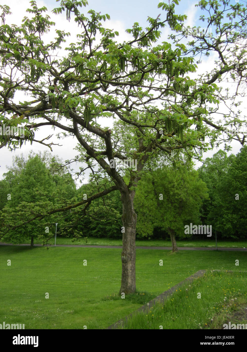 Tree species documentation hi-res stock photography and images - Alamy