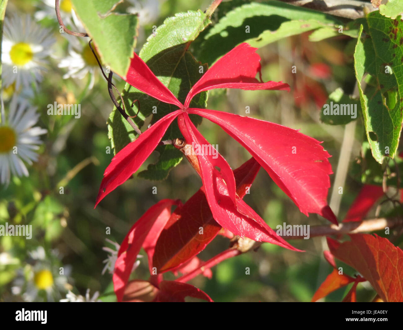 Parthenocissus quinquefolia, commonly known as Virginia creeper, is a ...