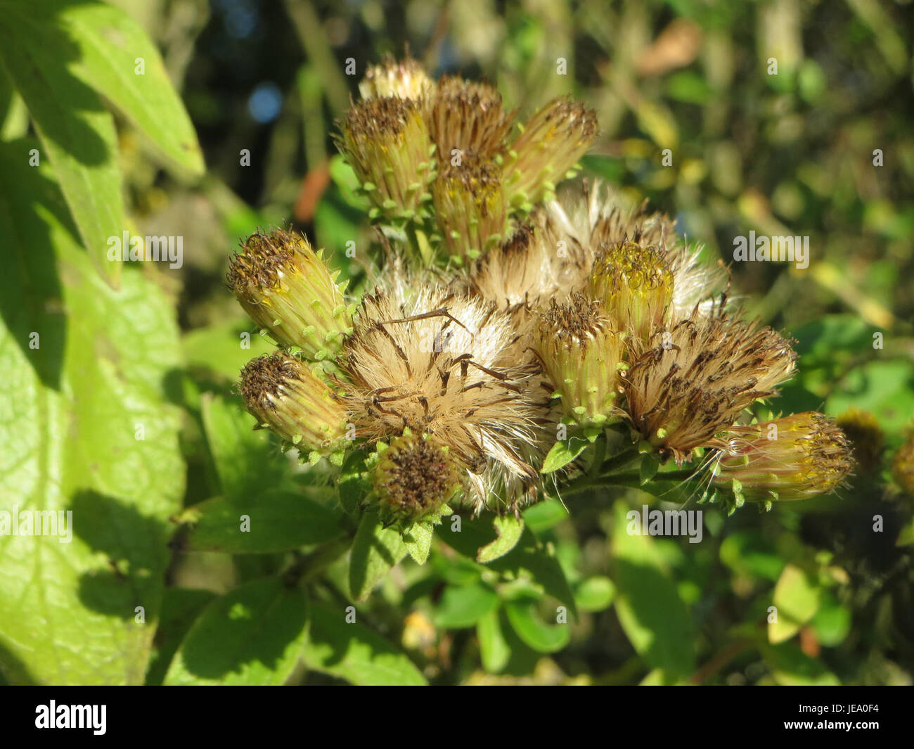 Inula conyzae, also known as yellow fleabane, is a flowering plant ...