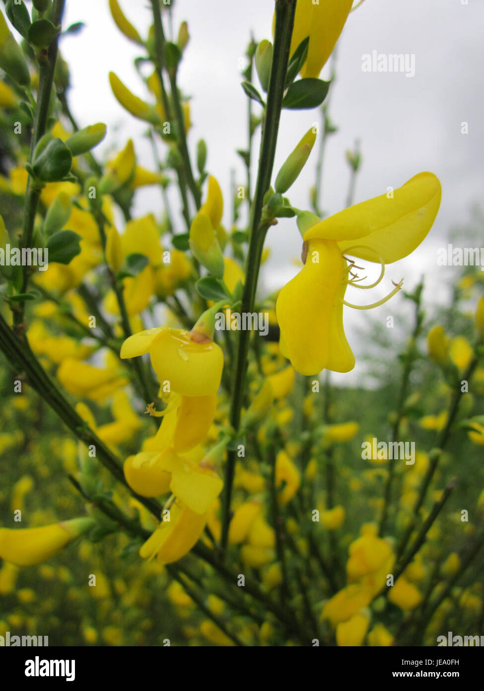 This image shows a field of Genista, commonly known as broom, growing ...