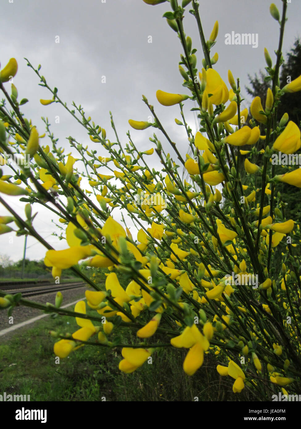 The Ginster plant, photographed in Bruchmuehlbach-Miesau, Germany, is a ...