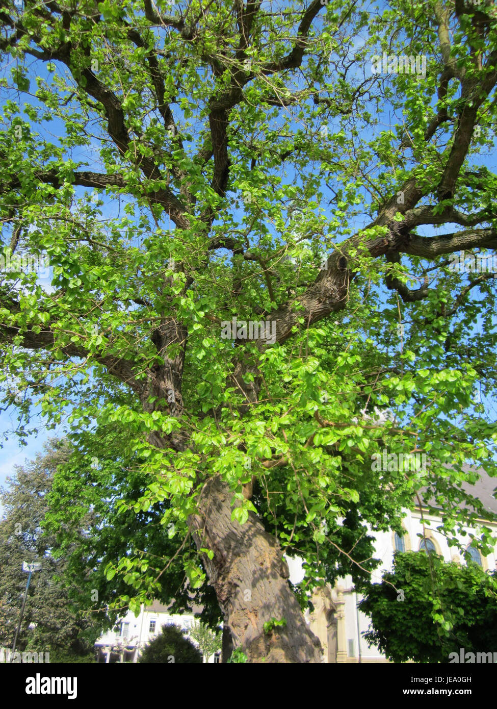 This image captures Rathausstr. 7 in Hockenheim, Germany, showcasing ...